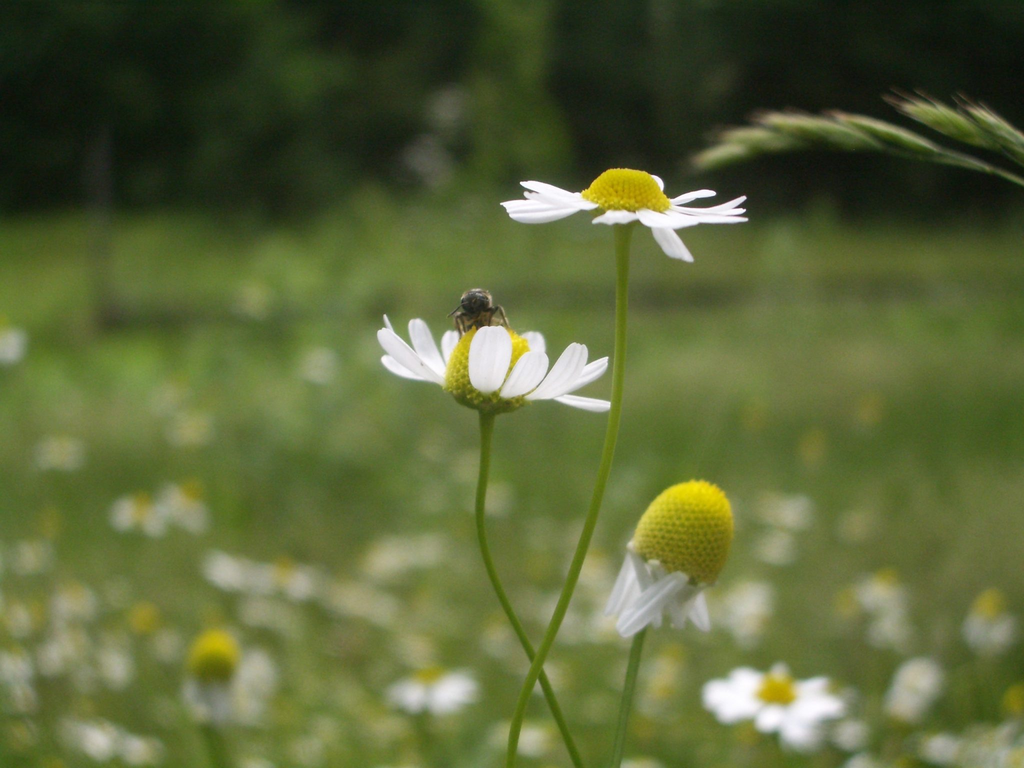 Chamomile Monograph - Wintergreen Botanicals & Maria Noel Groves ...